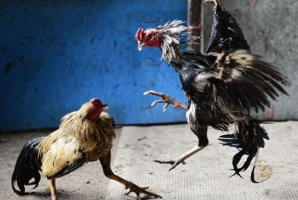 [LIVE]Trực tiếp đá gà Campuchia hôm nay C1 C2 C3 C4 - DAGATRUCTIEPZ